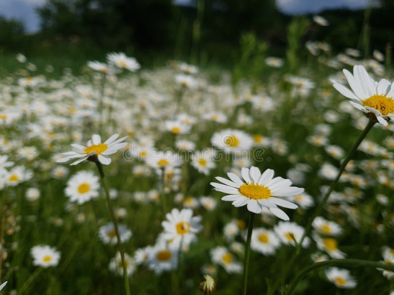 Daisy Flowers in Nature on Sunny Day Stock Photo - Image of flower ...