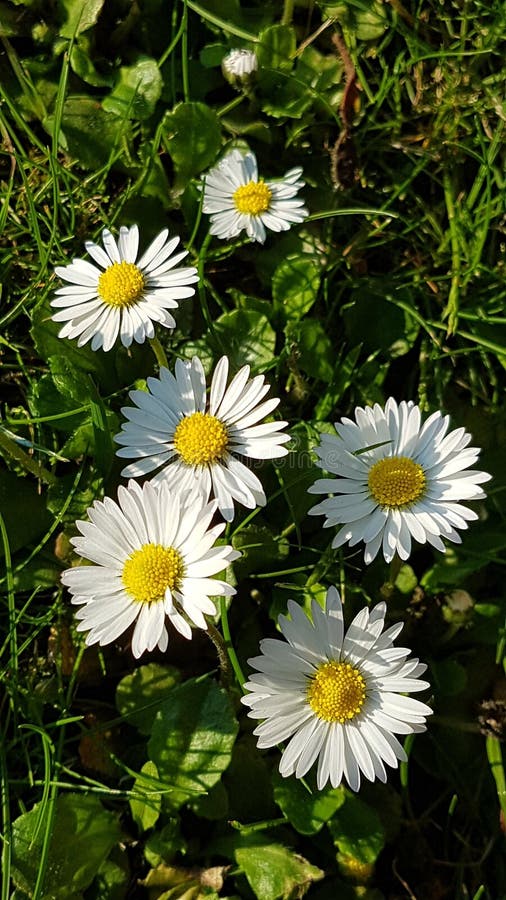 Daisy stock photo. Image of normal, flowers, pretty, cute - 93357228