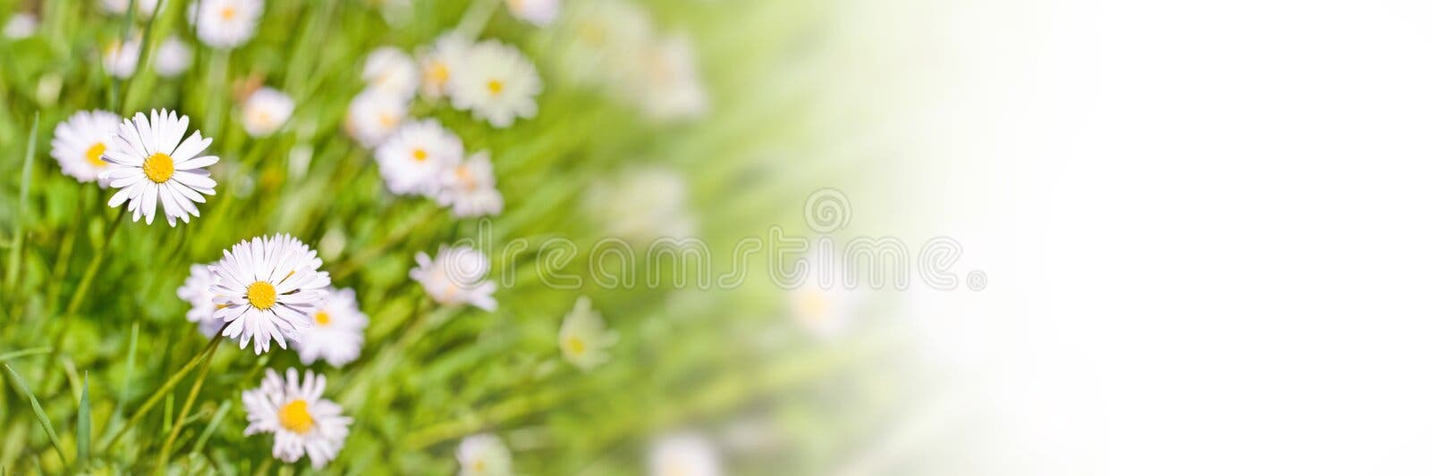 Daisies on Green Nature Background Stock Photo - Image of birth ...