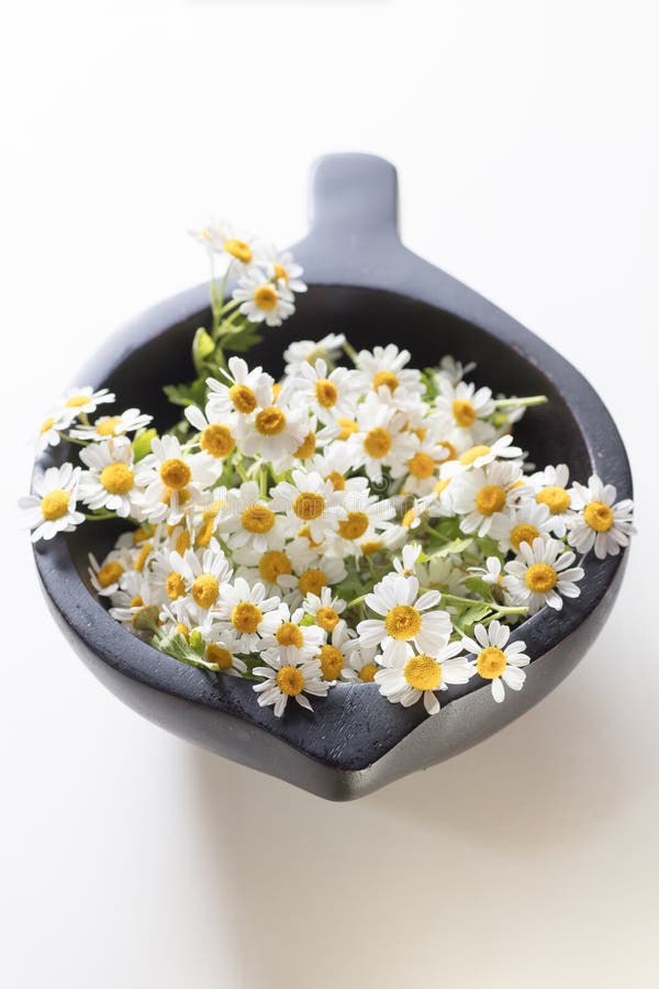 Daisy flowers stock image. Image of bees, daisy, shell - 184516615