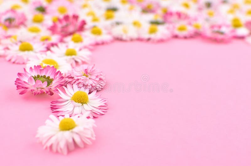 Daisy Flowers on Pink Background. Trendy Pink Flowers Frame with Copy ...