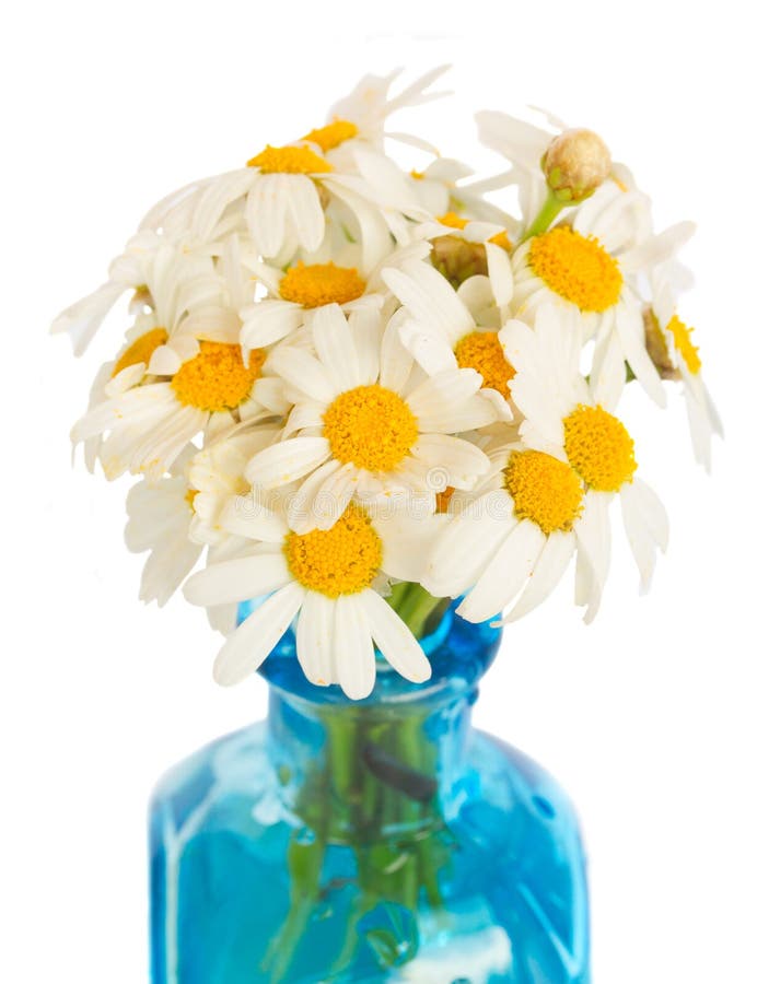 Daisy Flowers Posy In Blue Glass Stock Image - Image of blooming ...