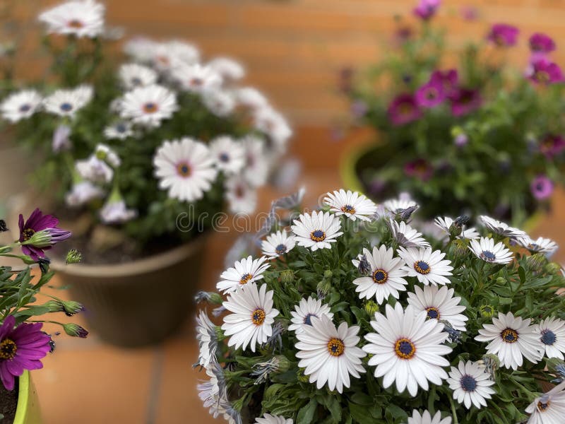 Daisy Flowers in a Pot at the Terrace Stock Photo - Image of bloom ...