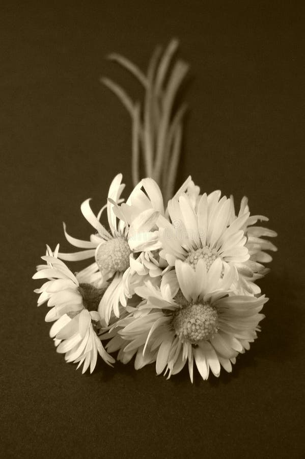 Daisy flowers, sepia stock photo. Image of flower, closeup - 6000348