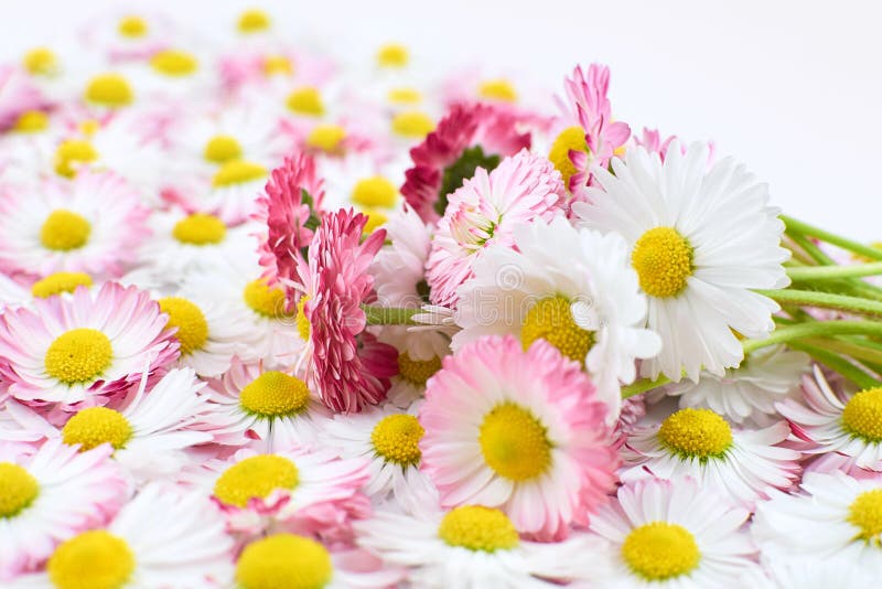 Daisy Flowers Spring Bouquet on White and Pink Flowers Stock Image ...