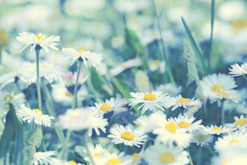 Daisy Flowers - Spring Daisy Flowers Stock Image - Image of beautiful ...