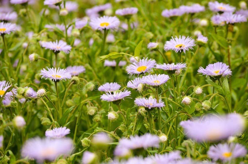 Daisy Flowers in Spring at Dusk Stock Image - Image of spring ...