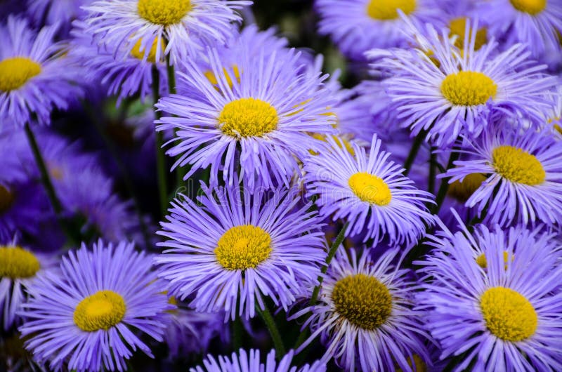 Daisy Flowers in Spring at Dusk Stock Photo - Image of bouquet, flower ...