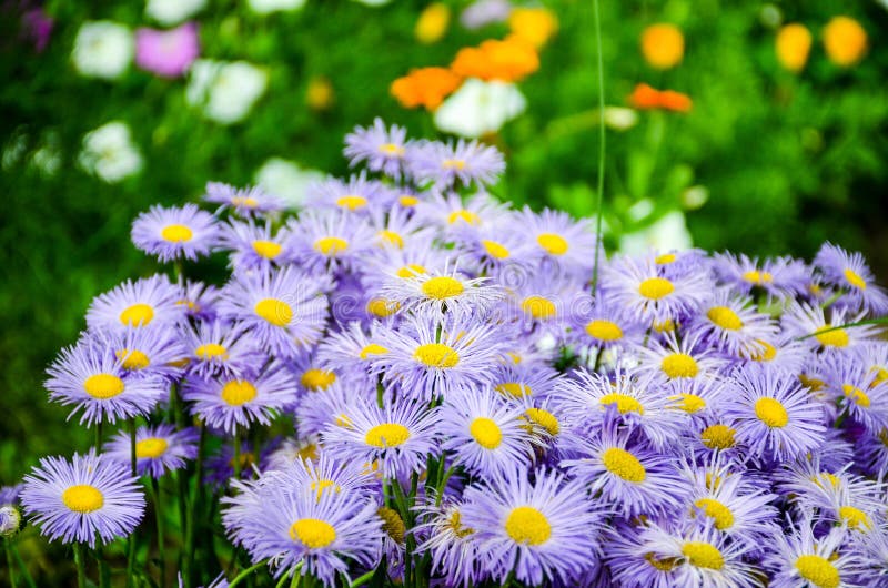Daisy Flowers in Spring at Dusk Stock Image - Image of gift, aged: 94608557