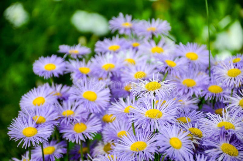 Daisy Flowers in Spring at Dusk Stock Image - Image of fashioned ...