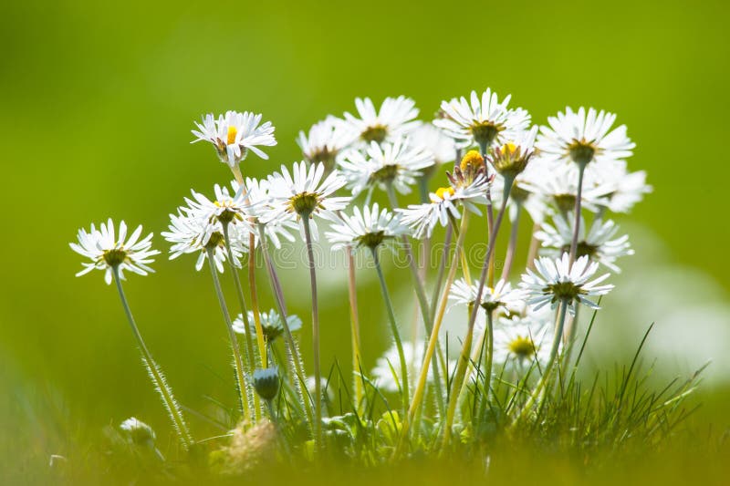 Daisy flowers springtime stock photo. Image of field - 53148806