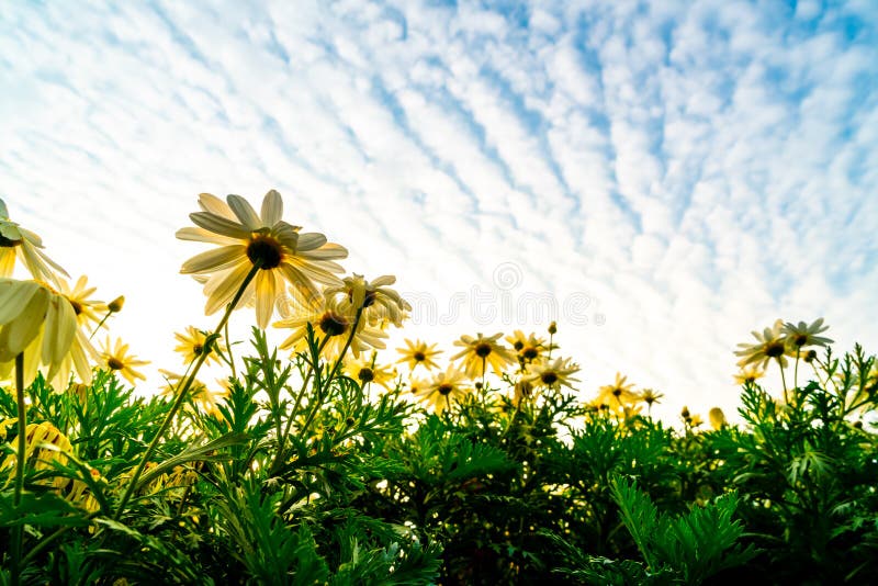 Daisy Flowers with Sunrise Sky Stock Image - Image of season, light ...