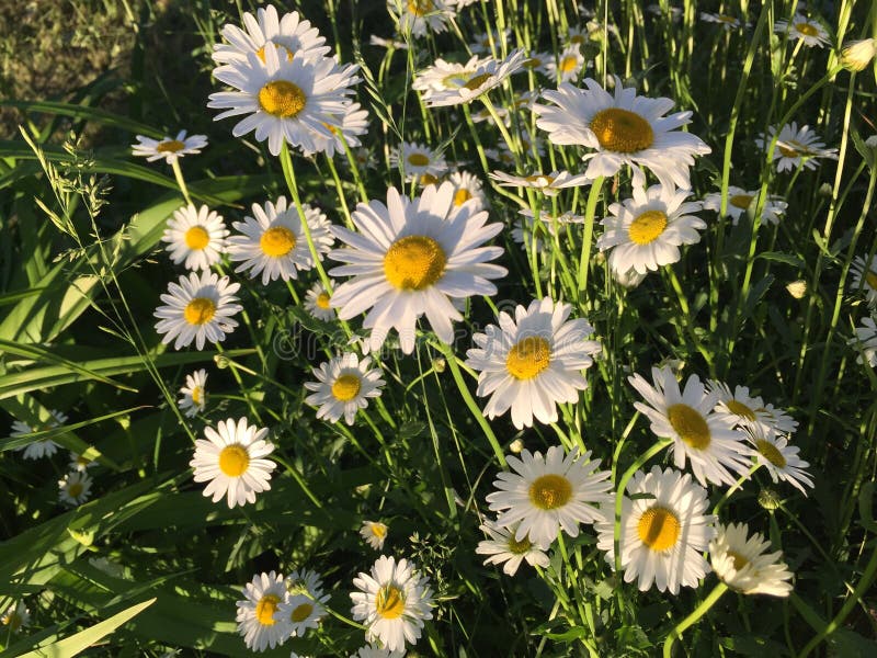 Daisy flowers stock photo. Image of flowers, sunset - 150590728