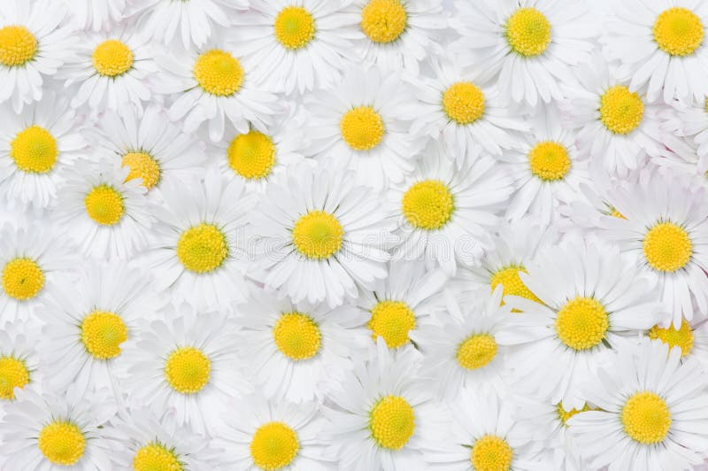 Daisy flowers texture stock photo. Image of garden, yellow - 30889230