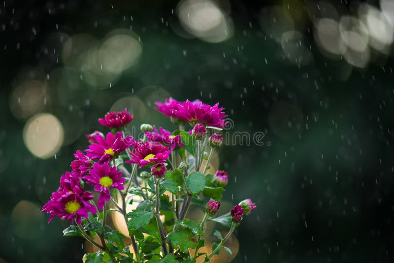 Daisy Flowers Under the Rain Stock Photo - Image of rain, love: 88541848