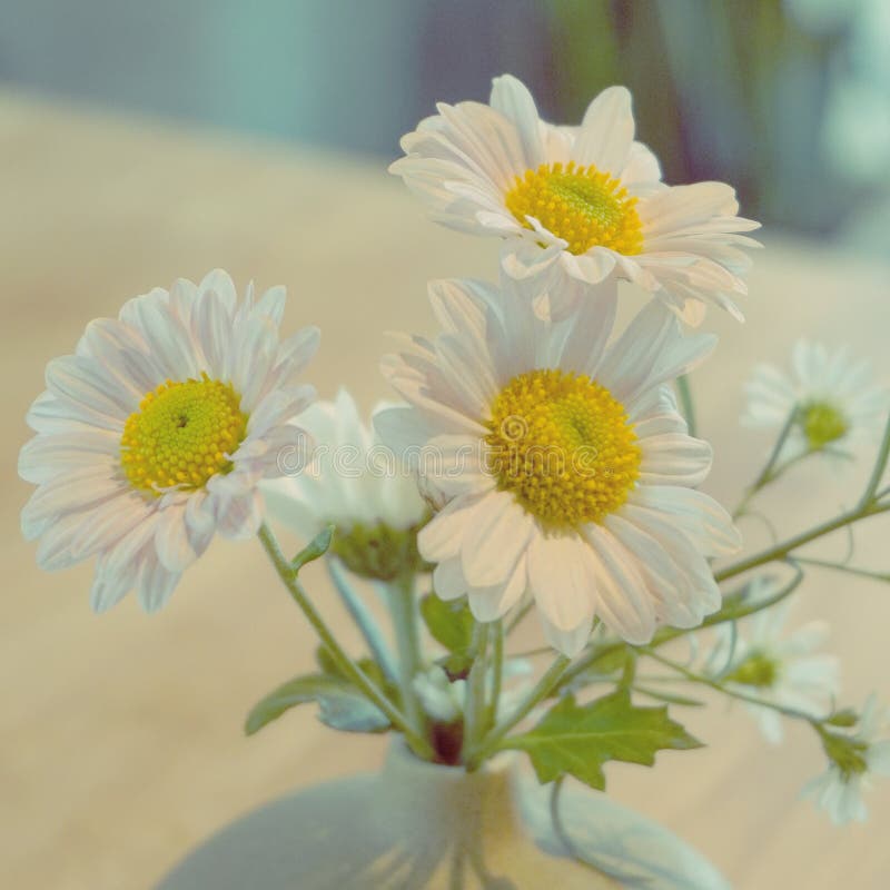 Daisy flowers in the vase stock image. Image of beauty - 204181005