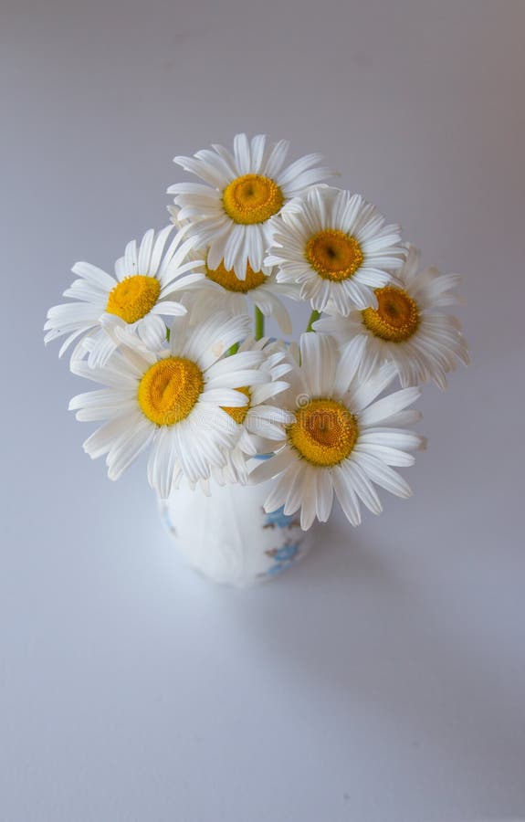 Daisy flowers in vase stock photo. Image of blooming - 185908852