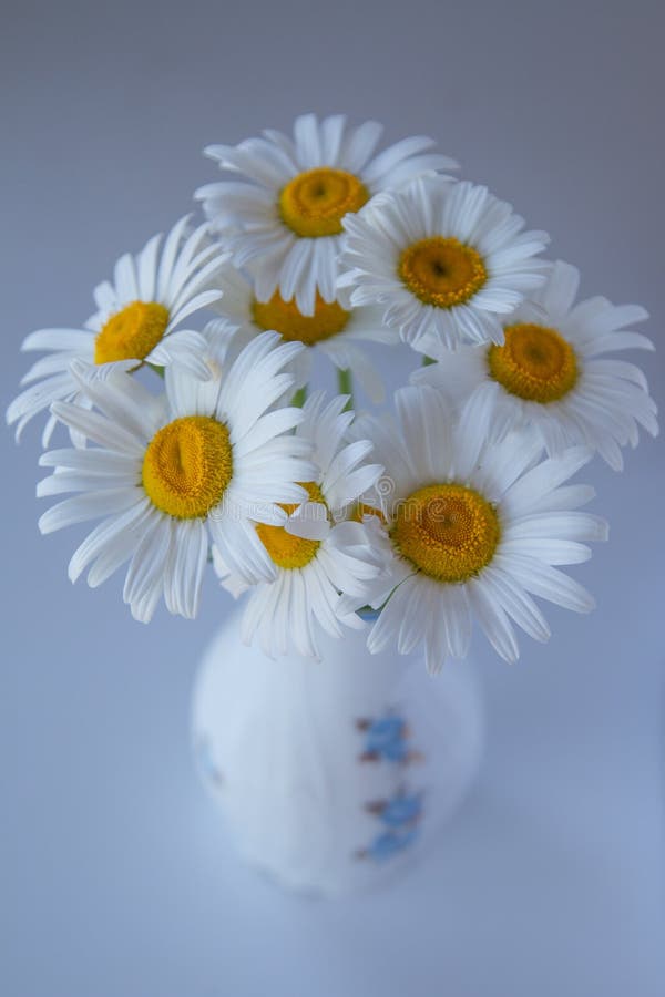 Daisy flowers in vase stock image. Image of growth, green - 185908931