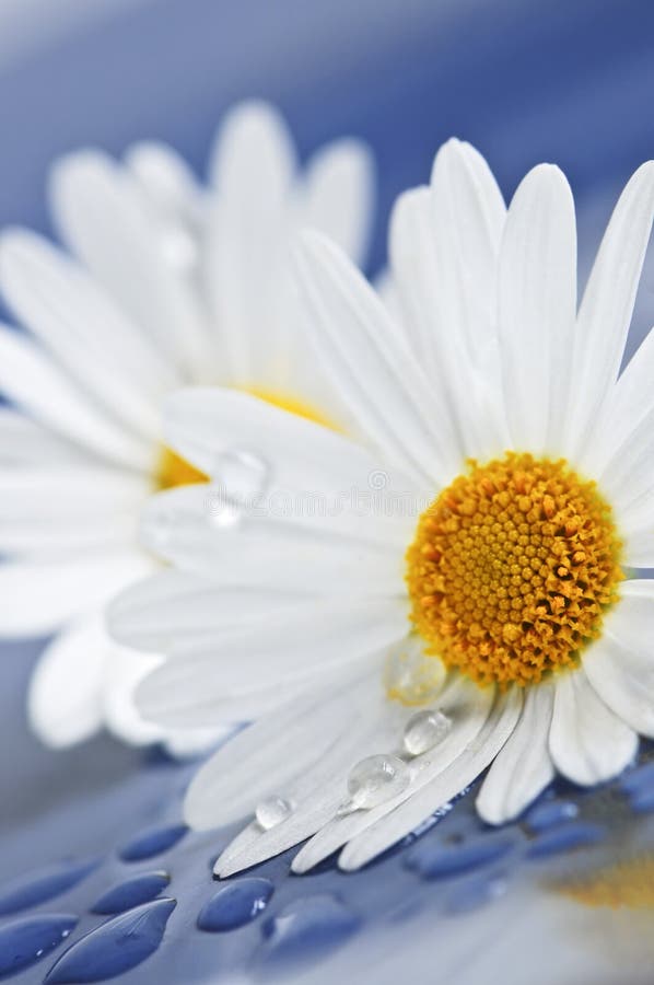 Floating Daisy Flowers stock photo. Image of inspire - 10723946