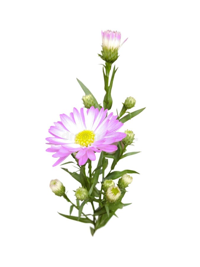 Daisy flowers stock image. Image of bloom, tropical, daisy - 48208919