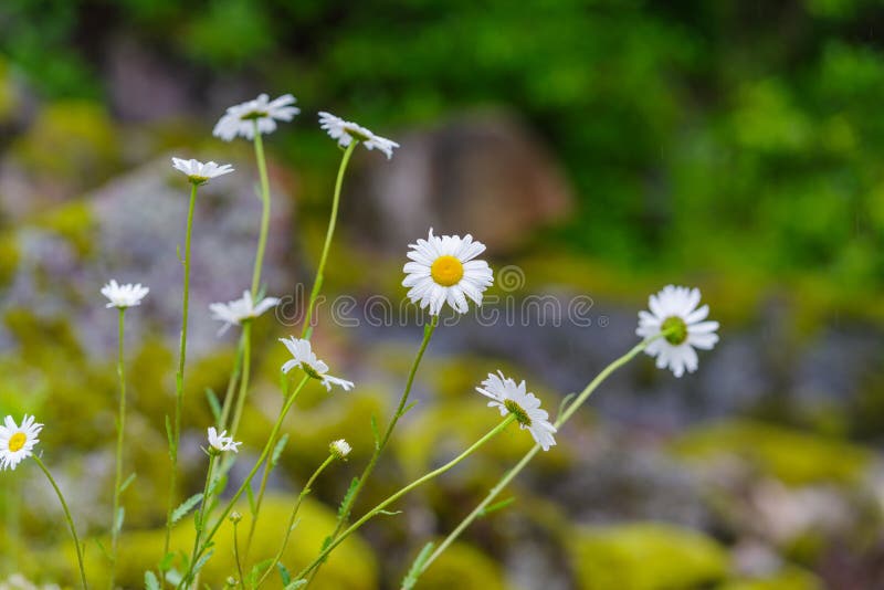 Daisy flowers stock photo. Image of blooming, white - 258173160