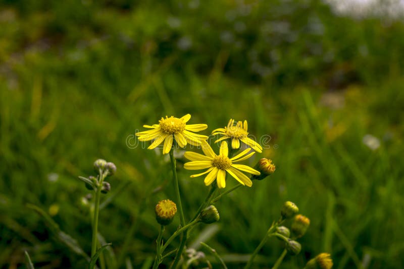 Daisy flowers in the wild stock image. Image of abstract - 93521329