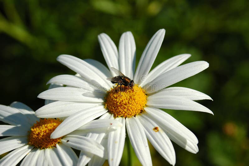 Daisy with fly stock photo. Image of lili, growth, maximum - 1082344