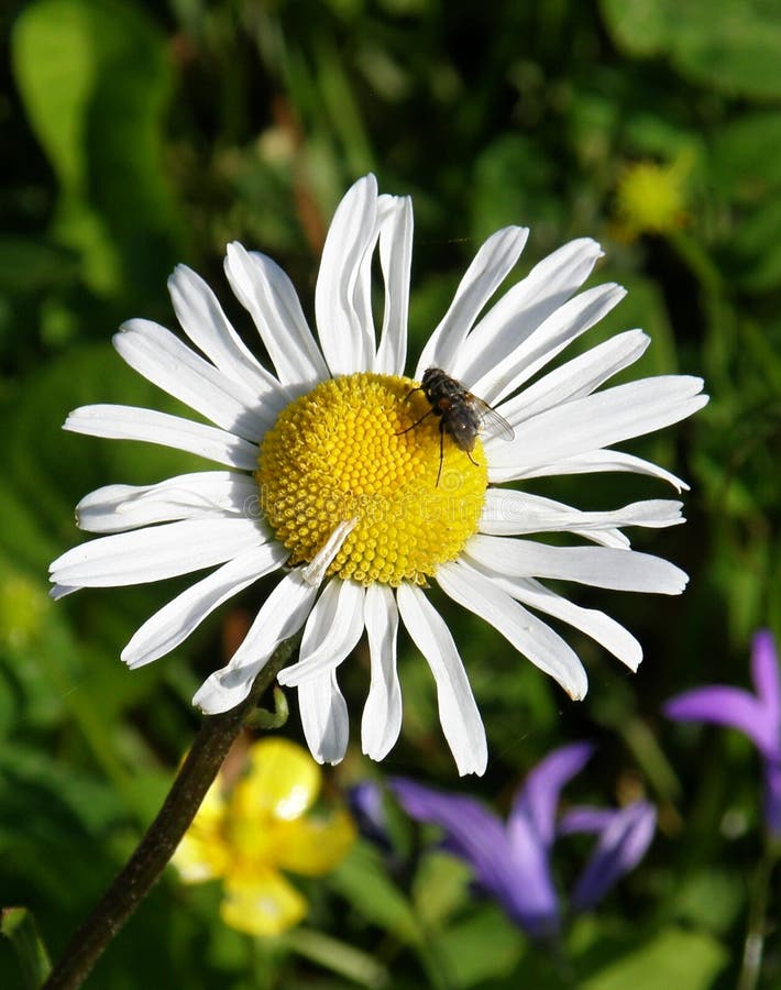 Daisy with fly stock photo. Image of wildlife, farm, inpact - 39065396