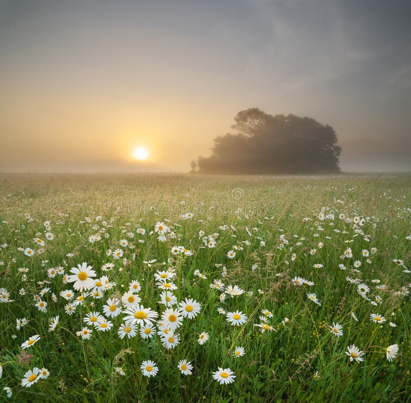 Daisy on foggy morning stock image. Image of countryside - 133834781