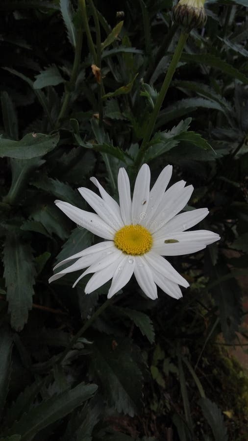 Daisy at the forest stock image. Image of yellow, sunflower - 201230423
