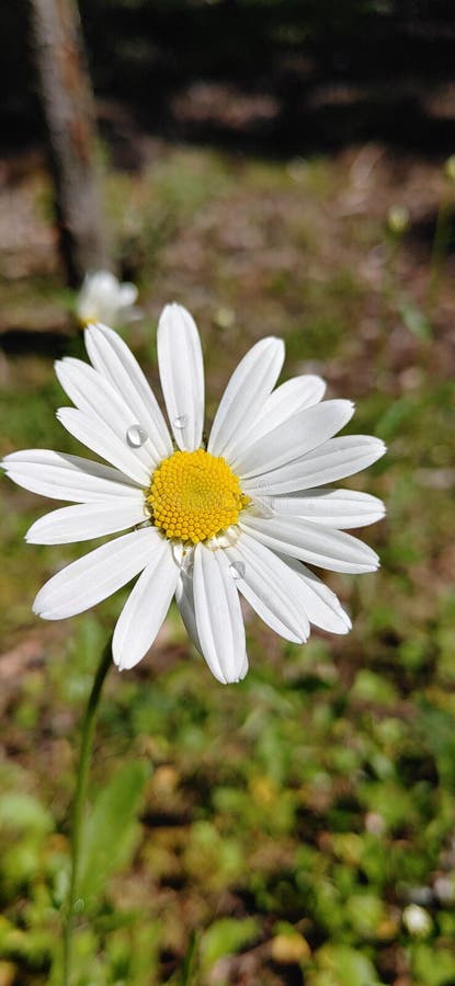 Daisy in the Forest stock photo. Image of dewdrops, herb - 205014920