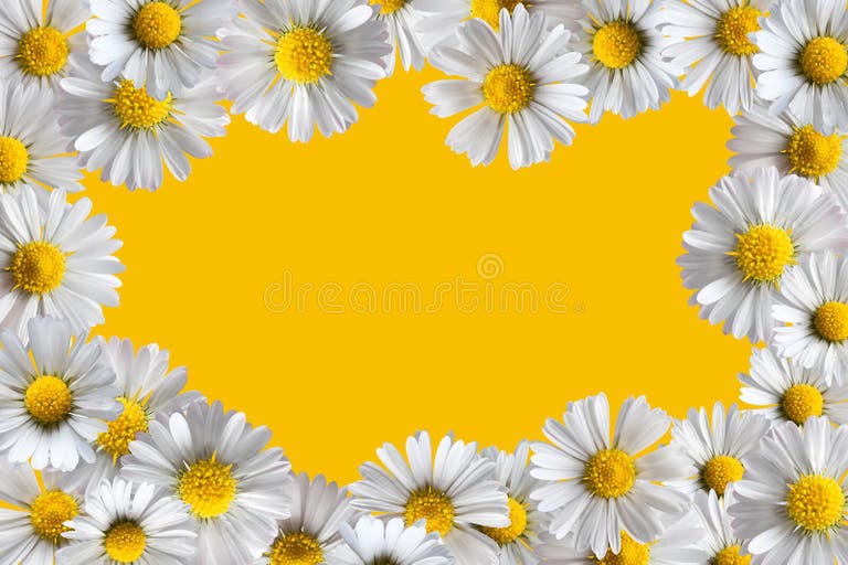 23,464 Daisy Frame Stock Photos - Free & Royalty-Free Stock Photos from ...
