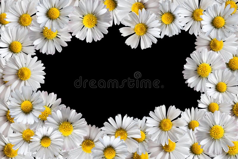 Daisy frame stock photo. Image of romantic, design, natural - 11591972