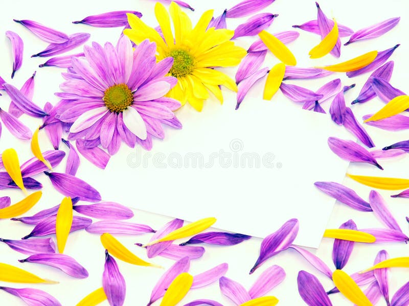 Daisy frame stock photo. Image of life, vibrant, sweet - 12414414