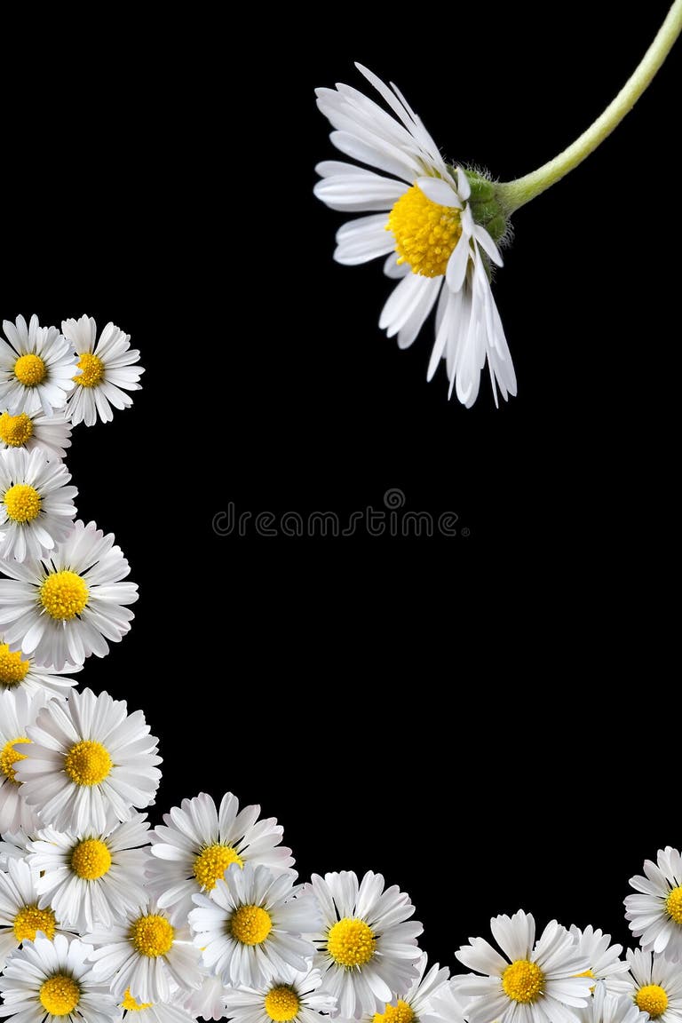 23,464 Daisy Frame Stock Photos - Free & Royalty-Free Stock Photos from ...