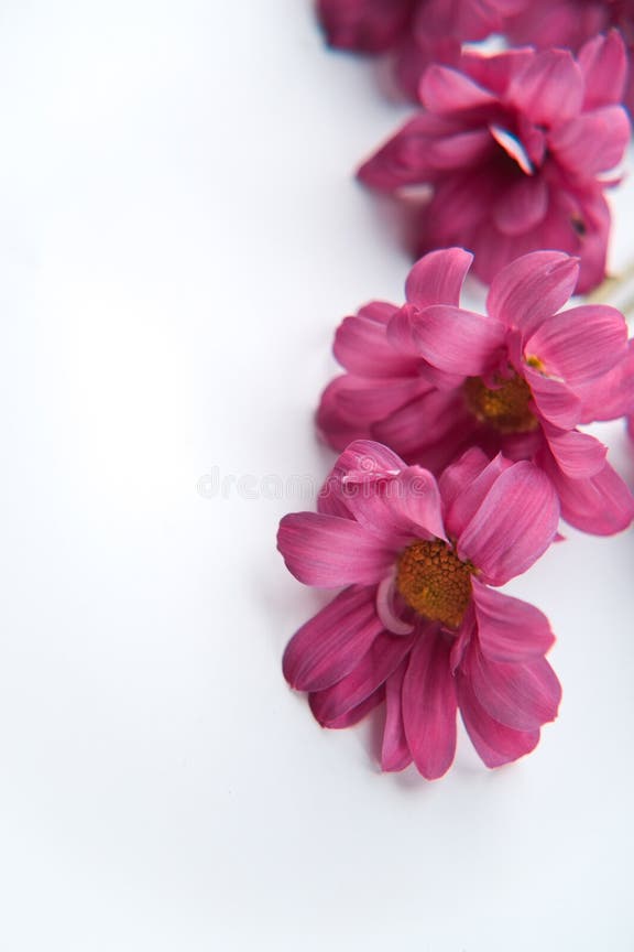 Daisy frame stock image. Image of purple, plant, pattern - 5404915