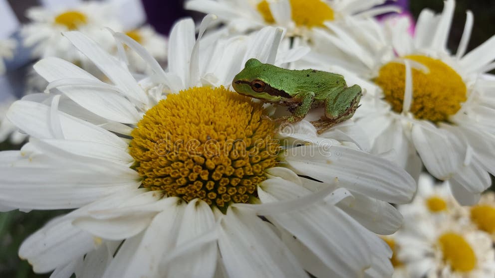 Daisy Frog imagen de archivo. Imagen de abeja, pétalo - 75395815