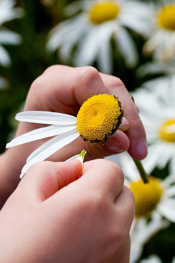 Daisy Game stock image. Image of loves, innocent, plucking - 20594315