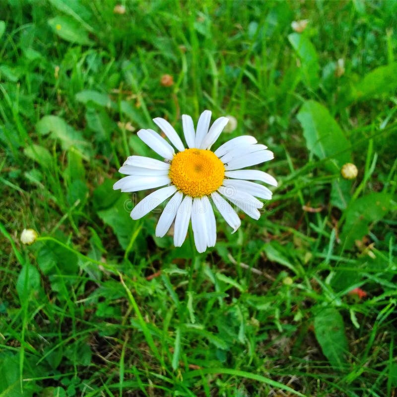 Daisy stock photo. Image of plant, grass, herb, flower - 327861956