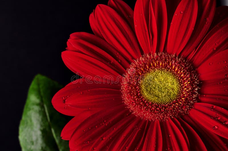 Gerber on the leaf stock image. Image of bloom, macro, leaf - 47483