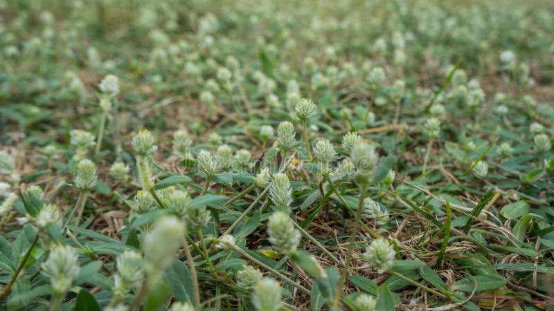 Daisy grass flowers stock image. Image of plant, birdseye - 84070335