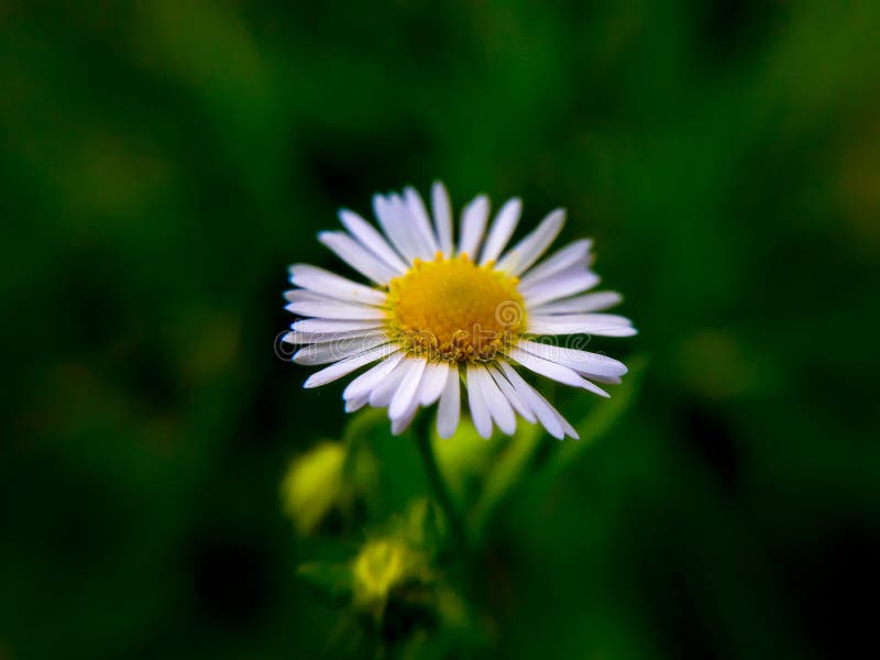 Daisy with grass isolated stock photo. Image of botany - 9747302