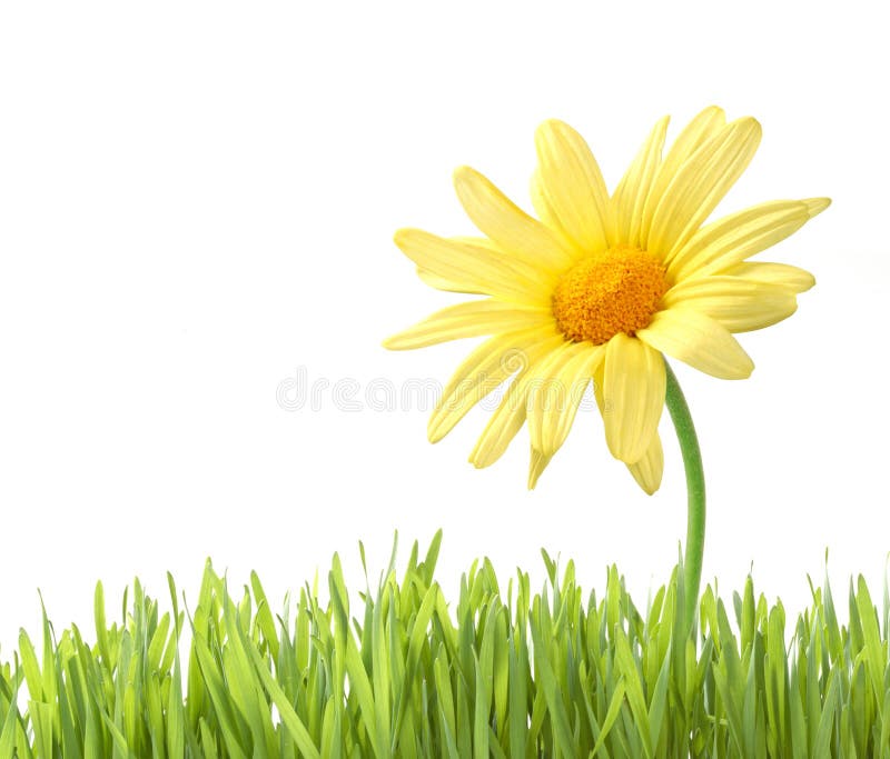 Lawn with Daisies and Soil Cross-section Isolated Stock Photo - Image ...