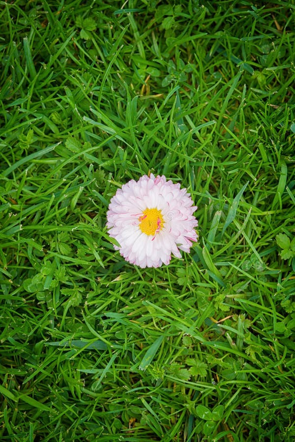 Daisy with grass isolated stock photo. Image of botany - 9747302
