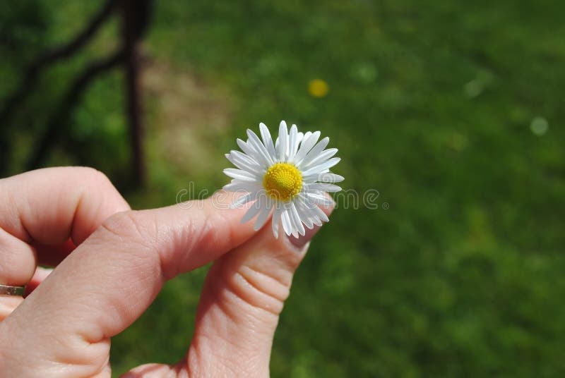 Daisy stock image. Image of beauty, plant, blossom, flower - 92643183