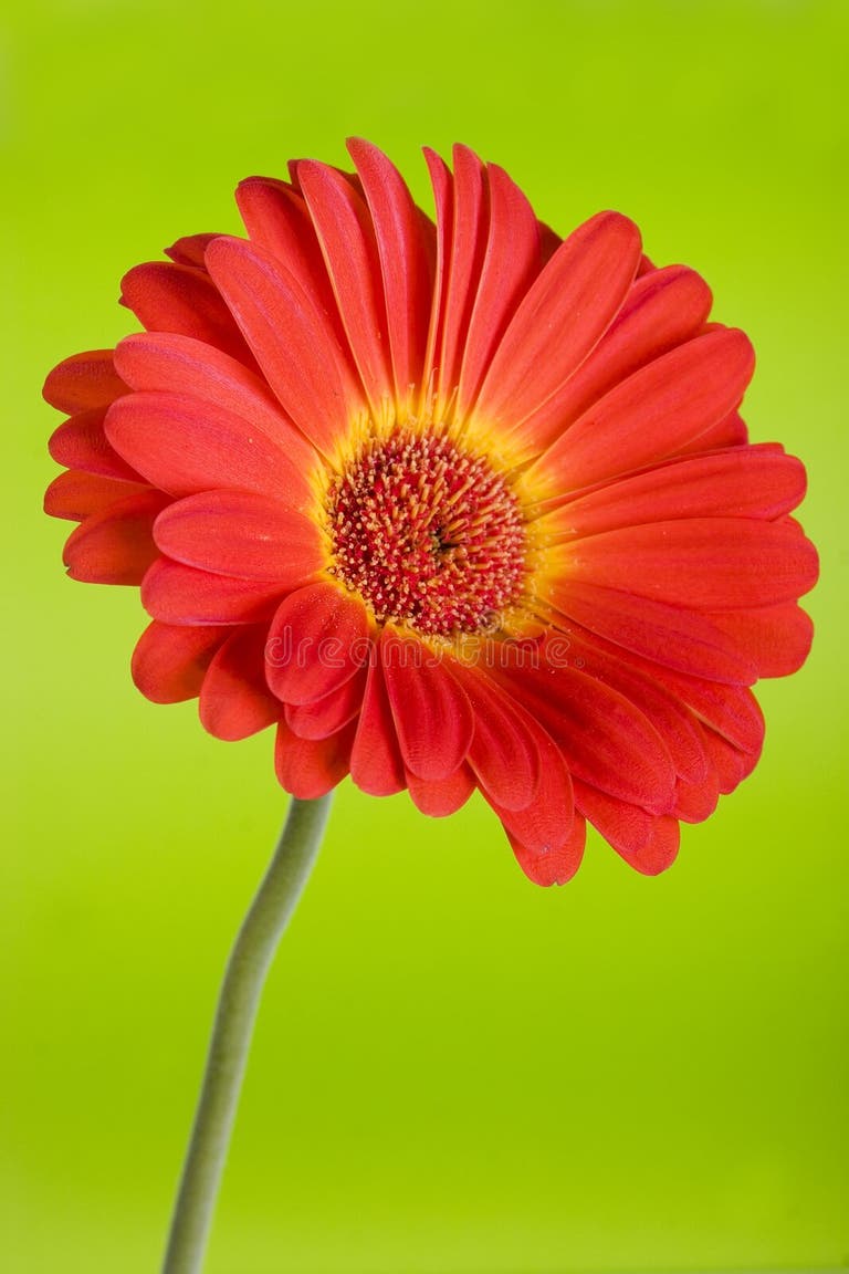 478 Bright Scarlet Daisy Stock Photos - Free & Royalty-Free Stock ...