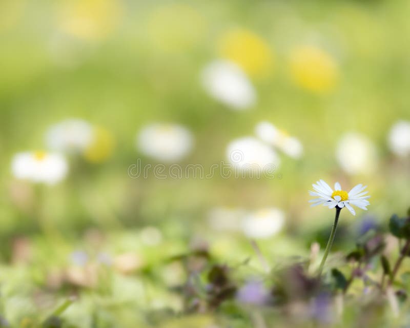 Daisy in Green Field with Colorful Spring Flowers Stock Photo - Image ...