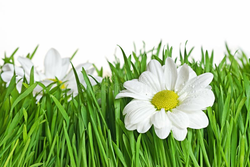 Daisy in green grass stock photo. Image of isolated, bloom - 3042530