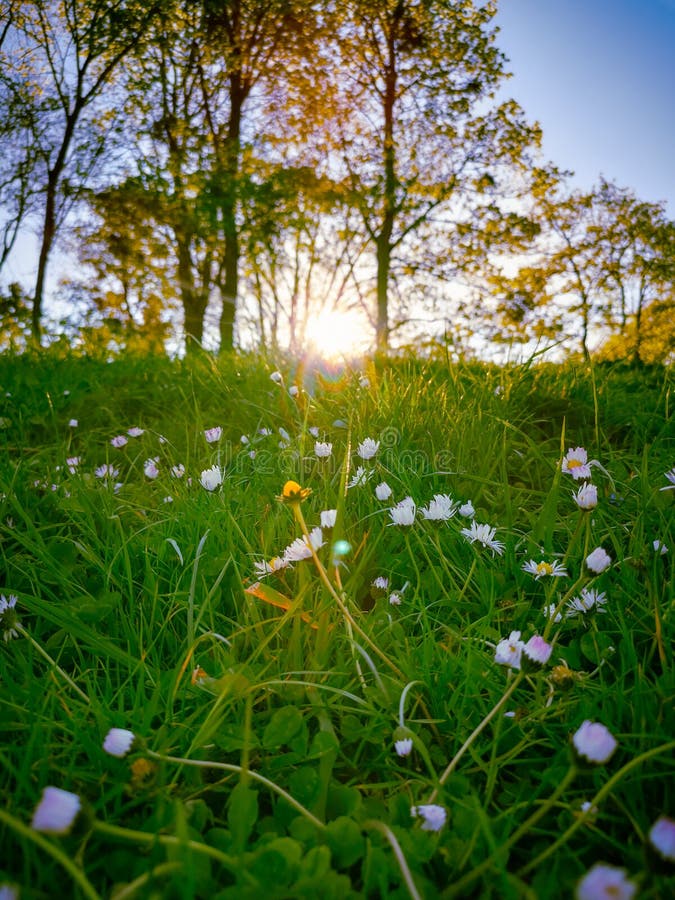 Daisy greenery sunset stock image. Image of green, flower - 247285839