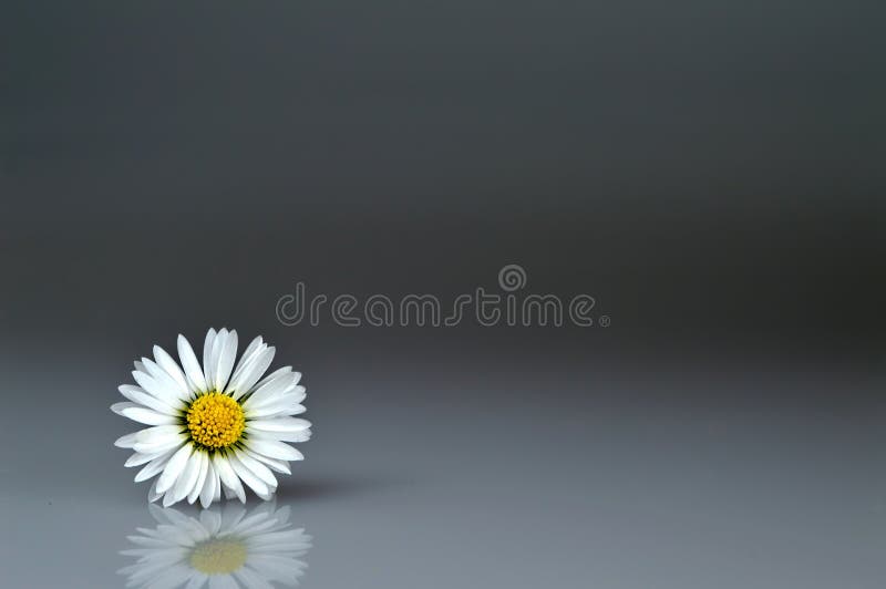 Daisy on grey background stock image. Image of white - 70195179